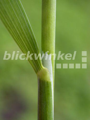 blickwinkel - Wald-Flattergras, Waldflattergras, Flattergras (Milium ...