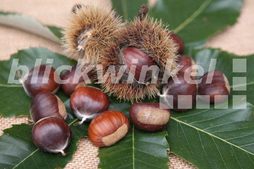 blickwinkel - Edel-Kastanie, Edelkastanie, Ess-Kastanie, Esskastanie ...