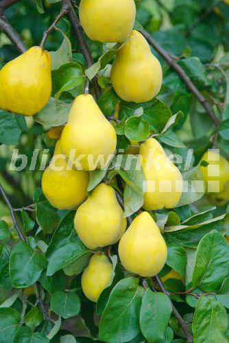 blickwinkel - Birnen-Quitte, Birnenquitte (Cydonia oblonga 'Champion ...