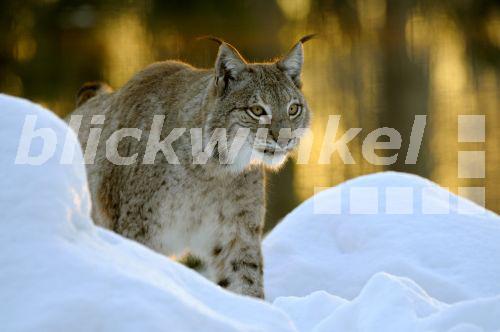 blickwinkel - Eurasischer Luchs, Europaeischer Luchs (Lynx lynx ...