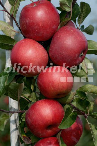 blickwinkel - Apfelbaum, Kultur-Apfel, Kulturapfel (Malus domestica ...