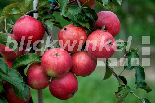 blickwinkel - Apfelbaum, Kultur-Apfel, Kulturapfel (Malus domestica ...