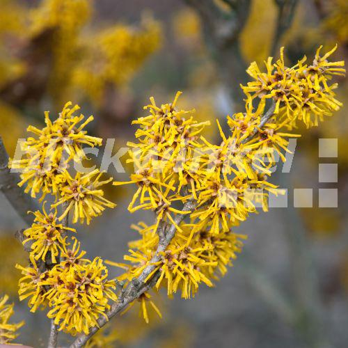 blickwinkel - Chinesische Zaubernuss (Hamamelis mollis 'Brevipetala ...