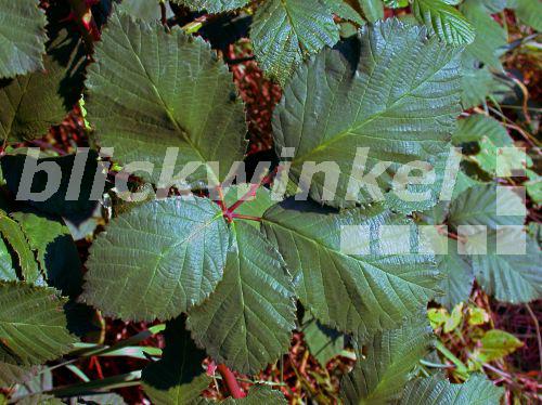 blickwinkel - Garten-Brombeere, Gartenbrombeere, Armenische Brombeere ...