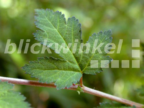 blickwinkel - Kleine Kranzspiere, Zwerg-Kranzspiere, Zwergkranzspiere ...