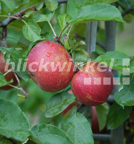 blickwinkel - Apfelbaum, Kultur-Apfel, Kulturapfel (Malus domestica ...