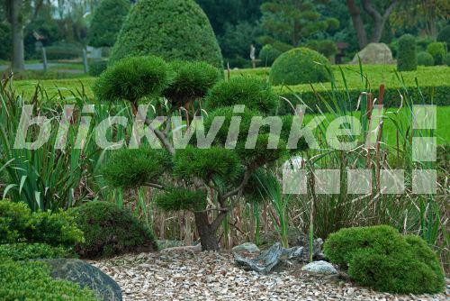 blickwinkel - Krummholzkiefer, Krummholz-Kiefer (Pinus mugo subsp. mugo ...