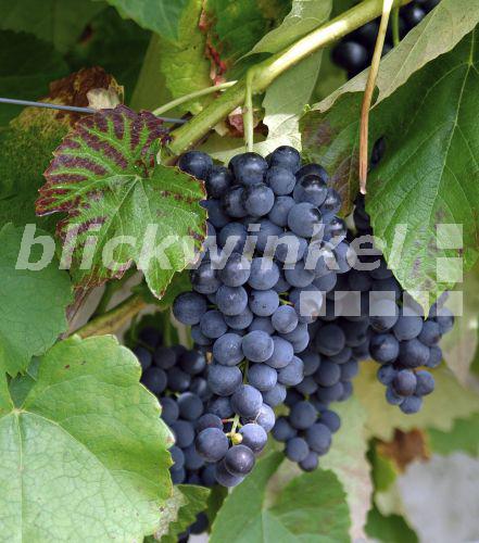 blickwinkel - Echter Wein, Weinrebe (Vitis vinifera 'Venus', Vitis ...