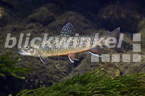 blickwinkel - Bachsaibling, Bach-Saibling, Amerikanischer Saibling ...