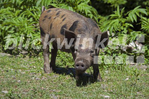 blickwinkel - Hausschwein, Haus-Schwein (Sus scrofa f. domestica ...