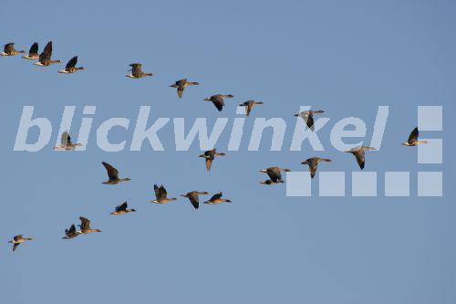 blickwinkel - Saatgans, Saat-Gans (Anser fabalis), gemeinsam mit ...