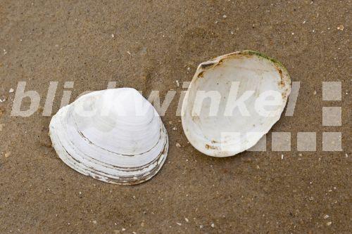 blickwinkel - Grosse Pfeffermuschel, Flache Pfeffermuschel ...