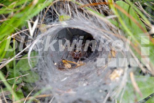 blickwinkel - Labyrinthspinne, Labyrinth-Spinne (Agelena labyrinthica ...