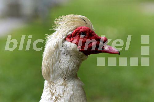 blickwinkel - Warzenente, Warzen-Ente (Cairina moschata), Portraet ...