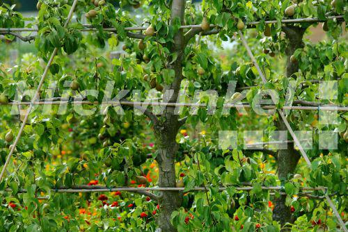 blickwinkel - Kultur-Birne, Birne, Birnbaum (Pyrus communis 'Conference ...