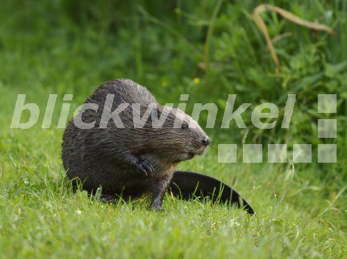 blickwinkel - Biber, Europaeischer Biber (Castor fiber), sitzt auf ...