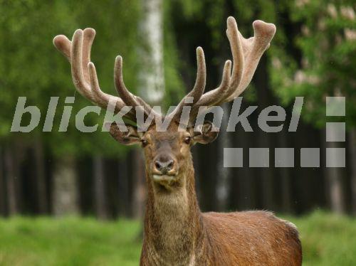 blickwinkel - Rothirsch, Rot-Hirsch, Edelhirsch, Edel-Hirsch, Rotwild ...