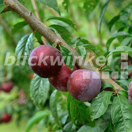 blickwinkel - Pflaume, Pflaumenbaum, Zwetschge, Zwetschgenbaum (Prunus ...