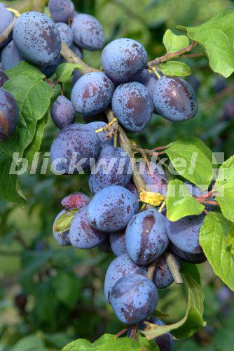 blickwinkel - Pflaume, Pflaumenbaum, Zwetschge, Zwetschgenbaum (Prunus ...