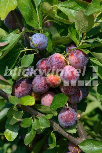 blickwinkel - Pflaume, Pflaumenbaum, Zwetschge, Zwetschgenbaum (Prunus ...