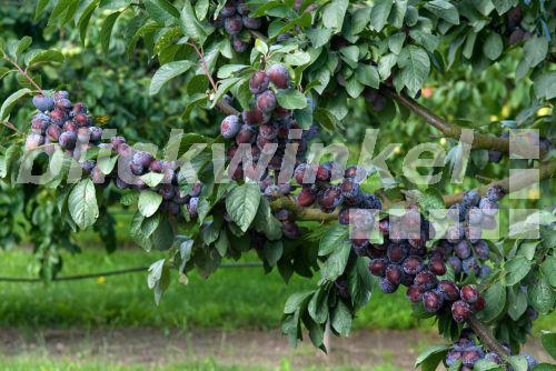 blickwinkel - Pflaume, Pflaumenbaum, Zwetschge, Zwetschgenbaum (Prunus ...