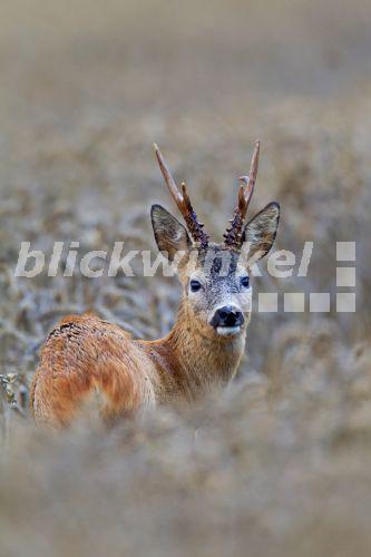 blickwinkel - Europaeisches Reh (Capreolus capreolus), Rehbock steht in ...