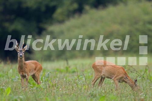 blickwinkel - Europaeisches Reh (Capreolus capreolus), Rehbock und ...
