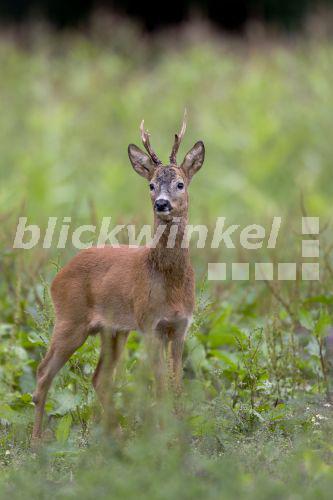 blickwinkel - Europaeisches Reh (Capreolus capreolus), Rehbock steht ...