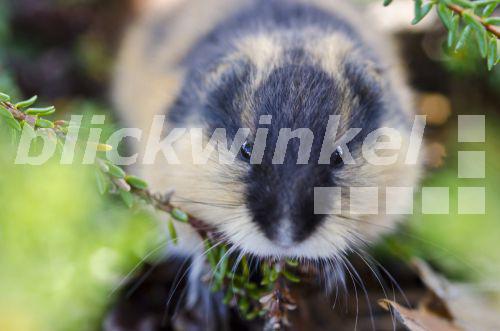 blickwinkel - Berglemming, Berg-Lemming (Lemmus lemmus), Portraet ...