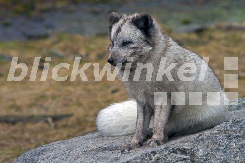 blickwinkel - Eisfuchs, Eis-Fuchs, Polarfuchs, Polar-Fuchs, Weissfuchs ...