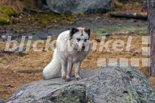 blickwinkel - Eisfuchs, Eis-Fuchs, Polarfuchs, Polar-Fuchs, Weissfuchs ...
