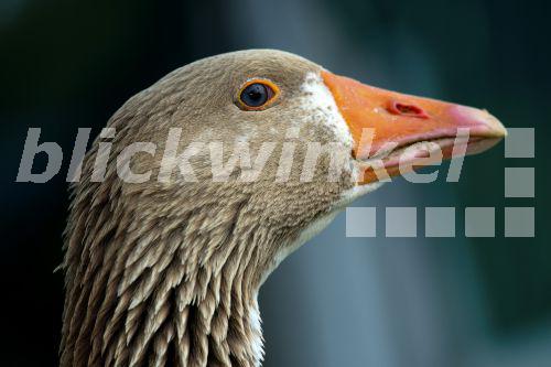 blickwinkel - Ruegener Gans, Pommerngans (Anser anser f. domestica ...