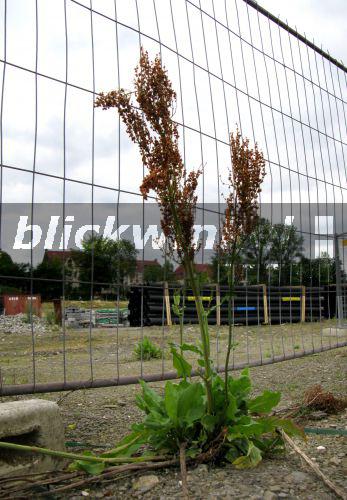 blickwinkel - Garten-Sauerampfer, Gartensauerampfer (Rumex rugosus ...