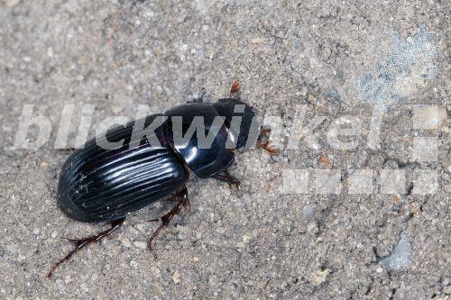 blickwinkel - Rotfuessiger Dungkaefer (Aphodius rufipes, Acrossus ...