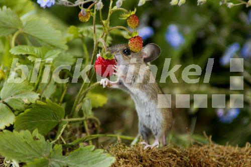 blickwinkel - Gelbhalsmaus, Gelbhals-Maus (Apodemus flavicollis ...