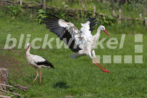 blickwinkel - Weissstorch, Weiss-Storch (Ciconia ciconia), zwei ...