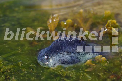 blickwinkel - Seehase, Lump, Lumpfisch, Lump-Fisch (Cyclopterus lumpus ...