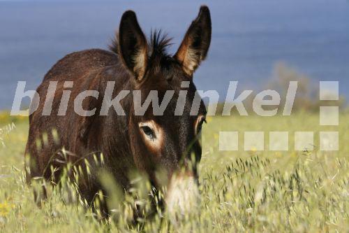 blickwinkel - Maulesel, Maul-Esel (Equus asinus x caballus), steht im ...