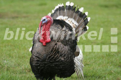blickwinkel - Truthuhn, Truthahn (Meleagris gallopavo), steht auf einer ...