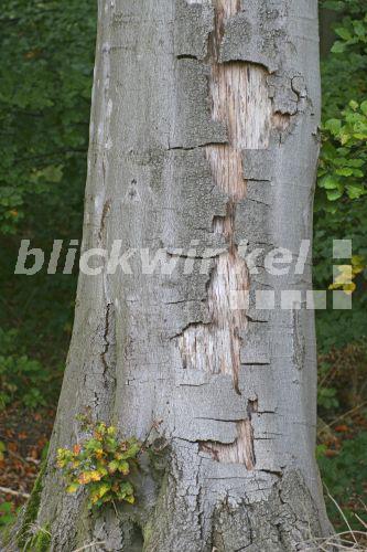 blickwinkel - Rotbuche, Rot-Buche, Buche (Fagus sylvatica), mit ...