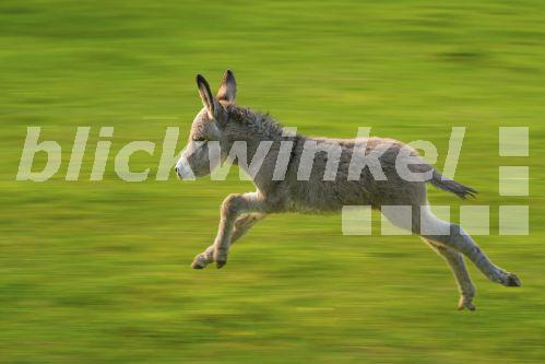 blickwinkel - Esel (Equus asinus f. asinus), Fohlen rennt auf einer ...