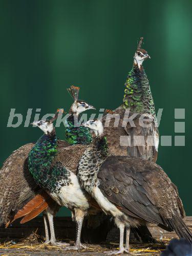 blickwinkel - Pfau (Pavo cristatus), Henne mit drei Kueken am ...