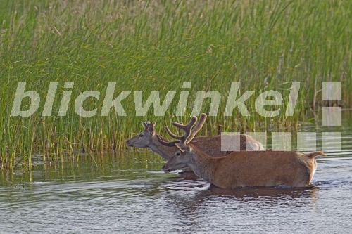 blickwinkel - Rothirsch, Rot-Hirsch, Edelhirsch, Edel-Hirsch, Rotwild ...