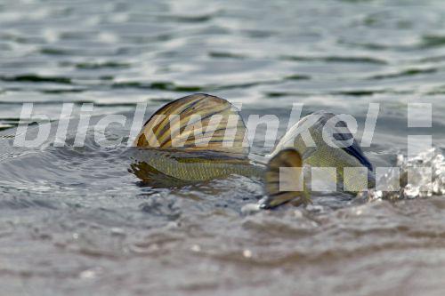 blickwinkel - Schlei, Schleie, Schleihe (Tinca tinca), Schleien ...