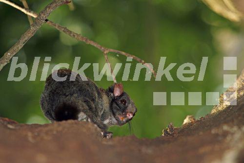 blickwinkel - Lord-Derby-Dornschwanzhoernchen, Lord Derby ...