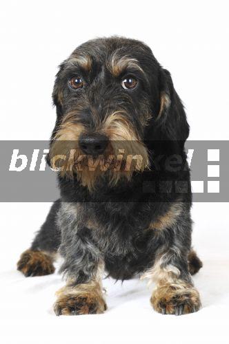 blickwinkel - Rauhhaardackel, Rauhhaar-Dackel, Rauhaardackel, Rauhaar ...