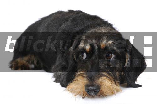 blickwinkel - Rauhhaardackel, Rauhhaar-Dackel, Rauhaardackel, Rauhaar ...