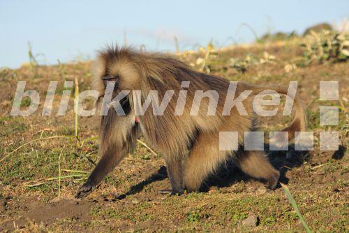 blickwinkel - Dschelada, Blutbrustpavian, Blutbrust-Pavian ...