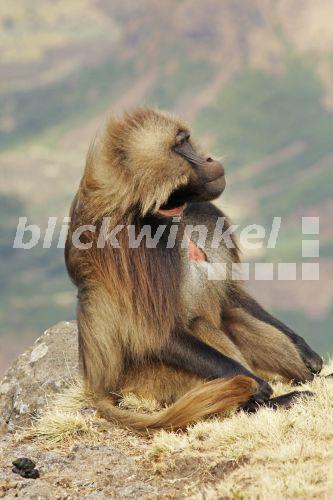blickwinkel - Dschelada, Blutbrustpavian, Blutbrust-Pavian ...