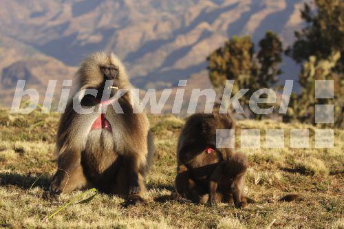 blickwinkel - Dschelada, Blutbrustpavian, Blutbrust-Pavian ...